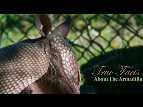 你所不知道的犰狳 (True Facts About The Armadillo) - VoiceTube《看影片學英語》