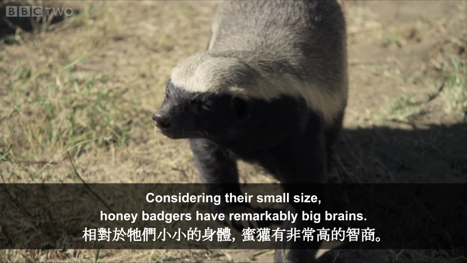Stoffle, the Badger that can escape from anywhere! | Honey Badgers ...
